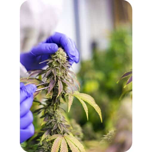 Cannabis Testing Instruments Services | Cannabis Testing Equipment | GMI